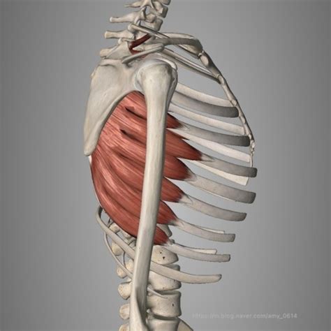 오산대역헬스장 전거근의 기능 네이버 블로그