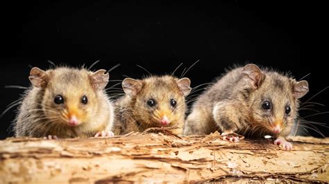 Zoos Victoria Launches Bogong Moth Tracker To Help Save Mountain Pygmy
