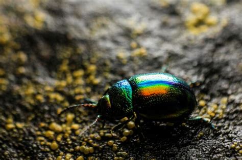 premium photo close up of bug on field
