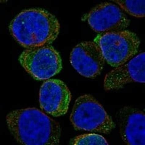 Siglec 7 Cd328 Antibody Novus Biologicals 25 μg Unconjugated
