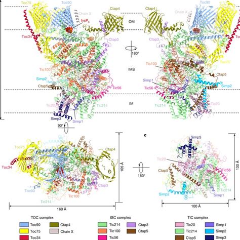 The Overall Architecture Of The Toc Tic Supercomplex A Side Views Of Download Scientific