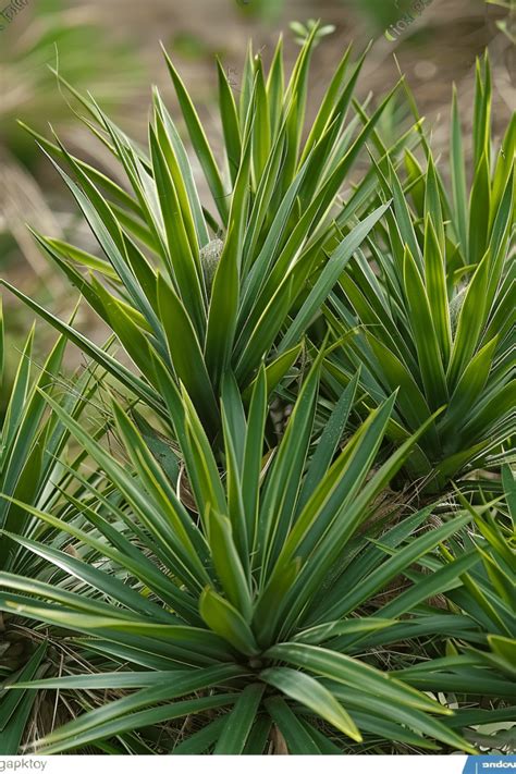 Le Guide Complet De Plantation Du Yucca Recurvifolia