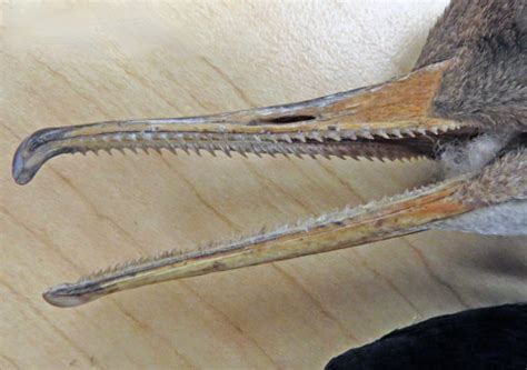 Waterfowl Anatomy And Physiology Basics Lafebervet