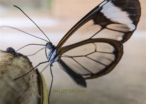 Halley Brown Halleybrown828 Twitter