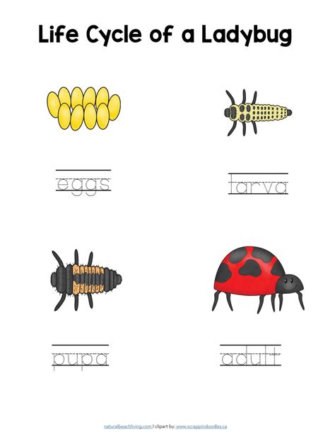 Life Cycle Of A Ladybug Worksheet