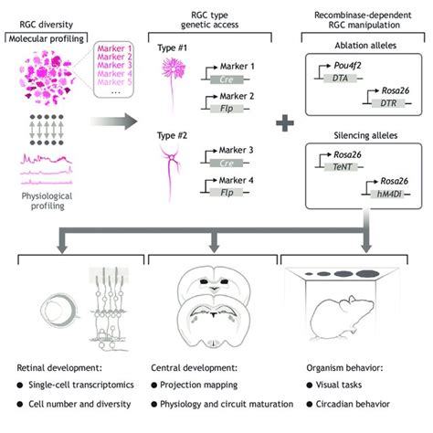 Local Repulsive Interaction Can Develop Hexagonal Patterns In A Download Scientific Diagram