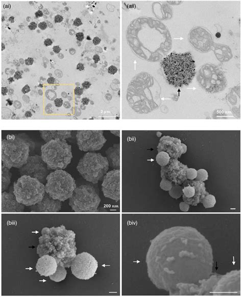 Electron Microscopy Controls For Mitochondria Purified By Isolation Of Download Scientific