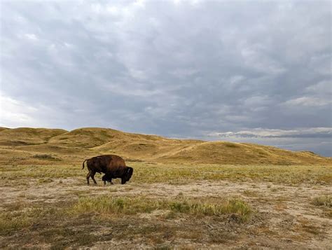 Grasslands National Park Saskatchewan What To Do And Why You Need To Go