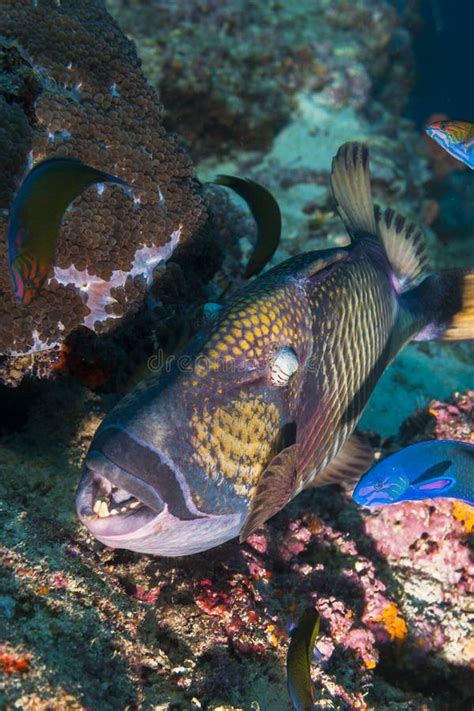 Trigger Fish Stock Image Image Of Puffer Catfish Shark 2311473