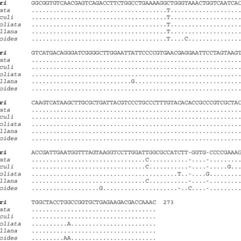 Bertiella Satyri From P Abelii Sumatra Sequence Comparison Of 18s Download Scientific