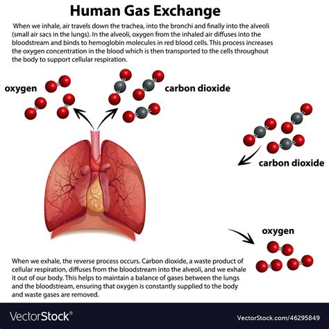 Human Gas Exchange Diagram Royalty Free Vector Image