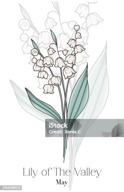 Lily Of The Valley Line Art Lily Of The Valley Flower Vector