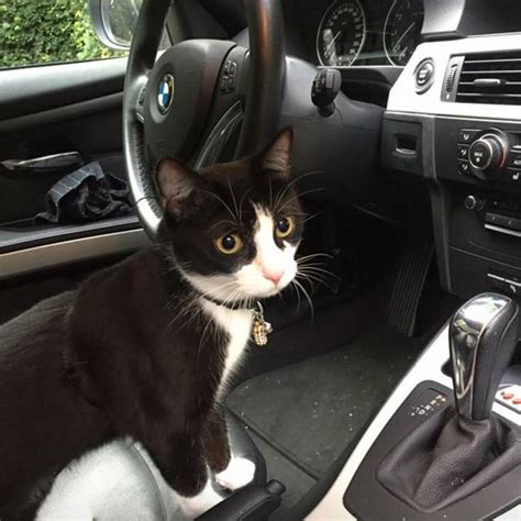Meowirl