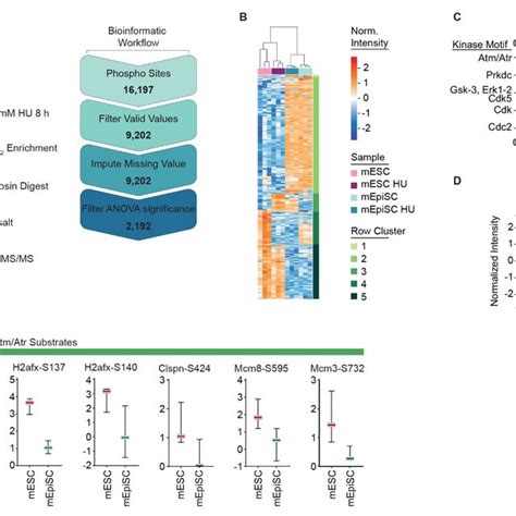 Replication Stress Induces Differential Dna Damage Response Signalling