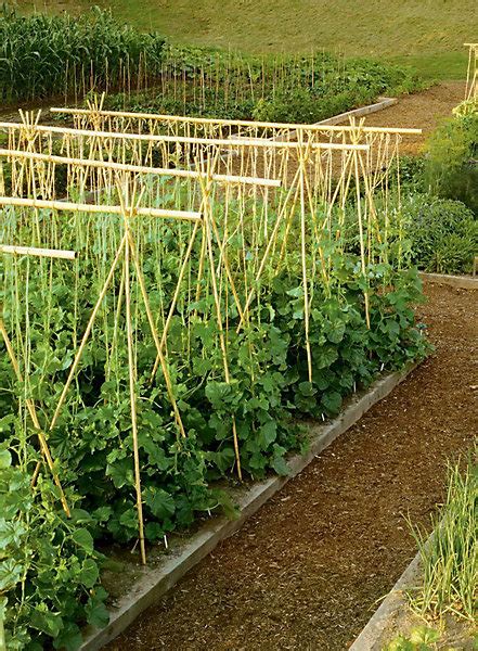 4ft Bamboo Canes 50 Pack Garden Plant Support Sticks Natural Growing