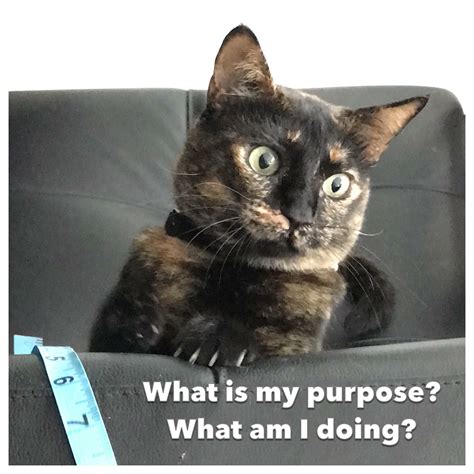 Existential Crisis A Cats Quest For Purpose