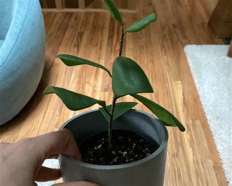 Ficus Triangularis Variegata Leaves Falling Over