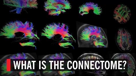 what is the connectome mapping neurons in the brain youtube