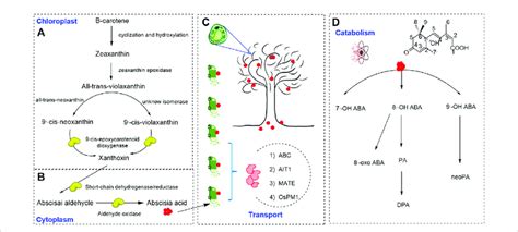 Aba Biosynthesis Transport And Catabolism Ab Biosynthetic Pathway