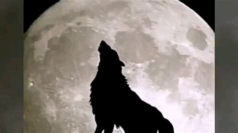 صور ذيب اصطور Youtube