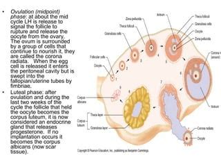 Reproductive Sys Aandp Ppt