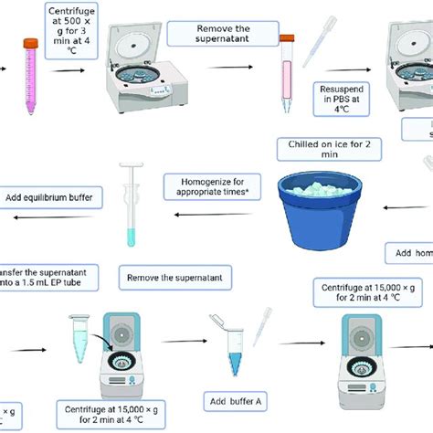 Schematic Workflow Of Mitochondrial Isolation From Cultured Cells Download Scientific Diagram