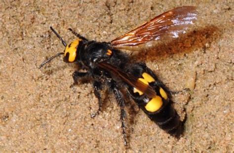 Mammoth Wasp Alchetron The Free Social Encyclopedia