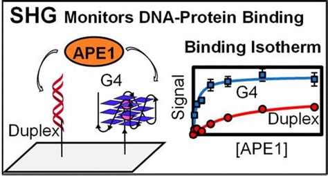 核酸内切酶 Ape1 与 G 四链体 Dna 结合相互作用的二次谐波生成审讯 Analytical Chemistry X Mol