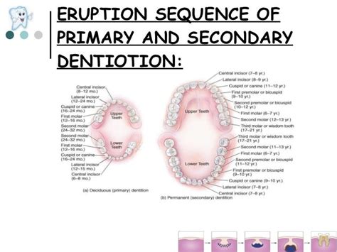 Development Of Primary And Secondary Dentition
