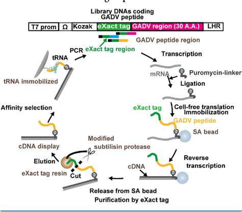 Table 1 From An Rna Binding Peptide Consisting Of Four Types Of Amino