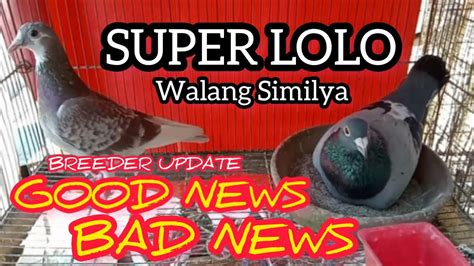 Super Lolo Wala Ng Similya Breeder Update Bad News Good News Djkhobie Youtube