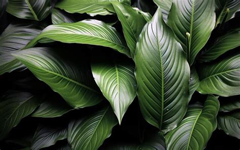 Leaf Background Stock Photos Images And Backgrounds For Free Download