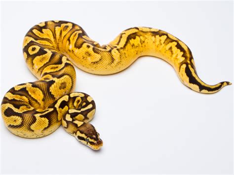 Pastel Yellow Belly Ball Python