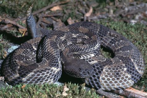 Timber Rattlesnake Facts Habitat Diet Life Cycle Pictures