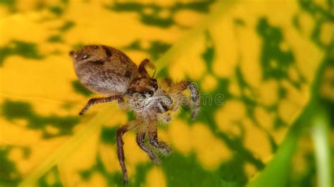 Hillus Diardi Jumping Spider Nesting Among The Leaves Of The Yellow