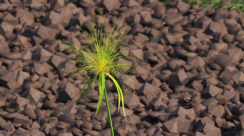 파피루스 식물 3d 모델 19 3ds Blend C4d Fbx Max Ma Lxo Obj Free3d