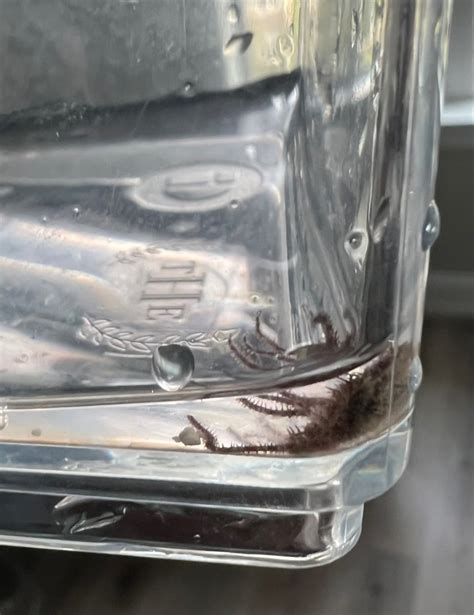 Is This A Brittle Starfish Reef2reef