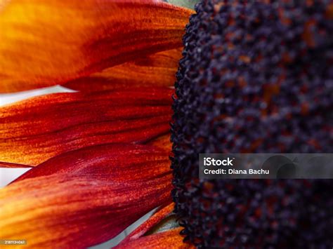 오렌지 꽃이 있는 배경입니다 해바라기 벽지 복사 공간이 있는 배경 축하를 위한 사진 정원 꽃 인테리어 포스터 집을 위한 그림 꽃 클로즈업 매크로 사진 0명에 대한 스톡 사진