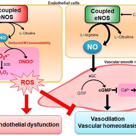 Classification Of Natural Antioxidants Natural Antioxidants Are Download Scientific Diagram