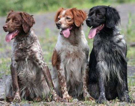 French Brittany Vs Australian Shepherd Breed Comparison