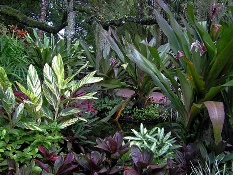 Outdoor Tropical Plants Names And Pictures At Timothy Mitchell Blog