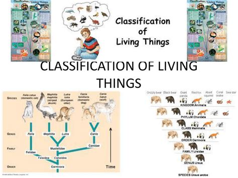 Chapter 7 Classification Of Living Things