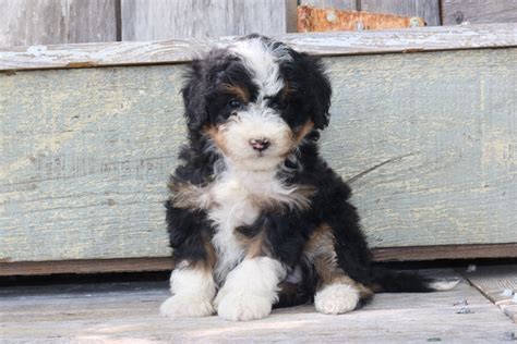 Black Tri Female Tiny Bernedoodle