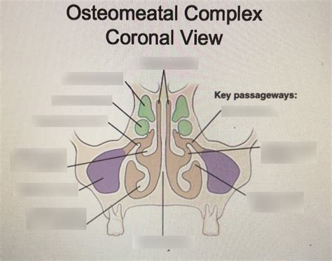 Osteomeatal Complex Coronal View Diagram Quizlet