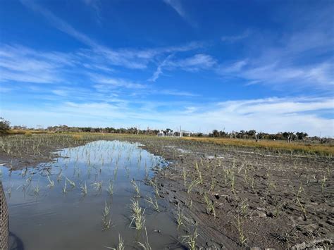 Spanish Pass Ridge Planting
