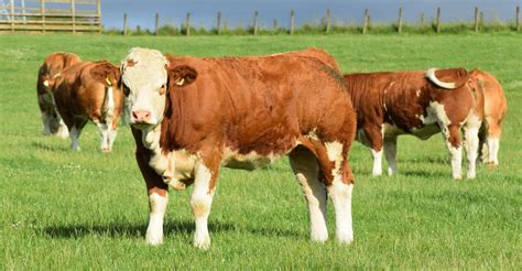 Part One Of Three Simmentals Topping Commercial Sales At 34 Livestock