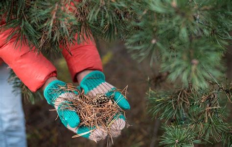 Чому хвоя дуже корисна на присадибній ділянці Читайте на Ukr Net