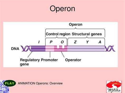 Ppt Microbial Genetics Powerpoint Presentation Free Download Id 6529263