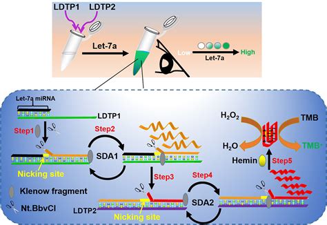 trigging stepwise strand displacement amplification lights up numerous g quadruplex for