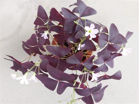 Oxalis Triangularis Furniture And Home Living Gardening Plants And Seeds